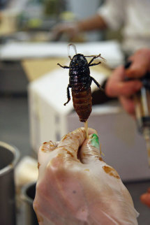 Bugs on the menu - The Explorers Club Dinner | Explorers Club