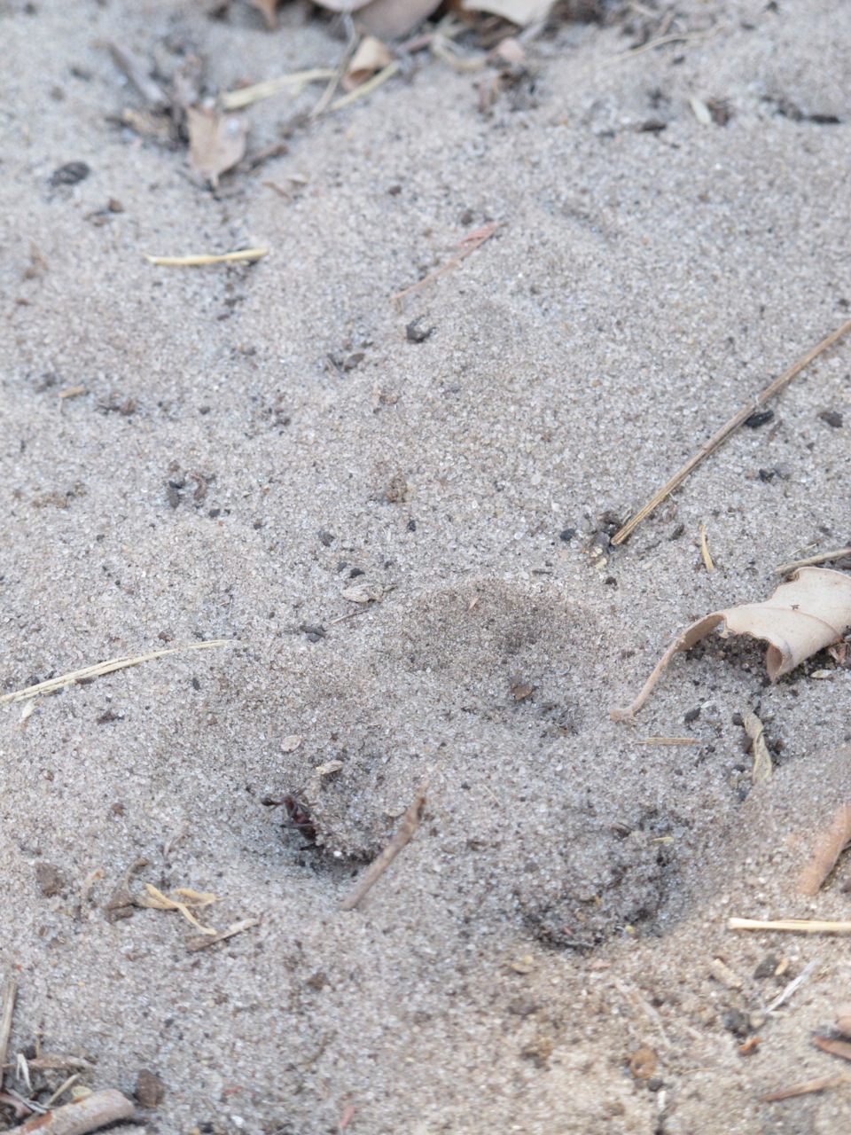 Scorpions, Spiders and Lighting Fires with the Bushmen of Tsumkwe ...